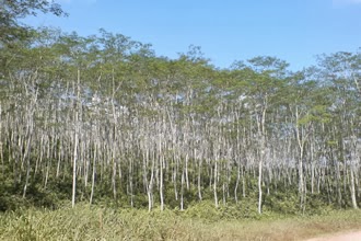 Cagayan De Oro Seedlers: Pioneer in Falcata Farming