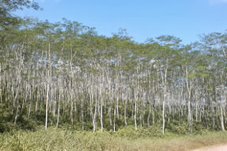Cagayan De Oro Seedlers: Pioneer in Falcata Farming