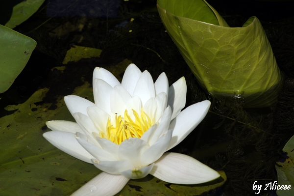 Excursie pe canale in Delta Dunarii - impresii si sentimente ...