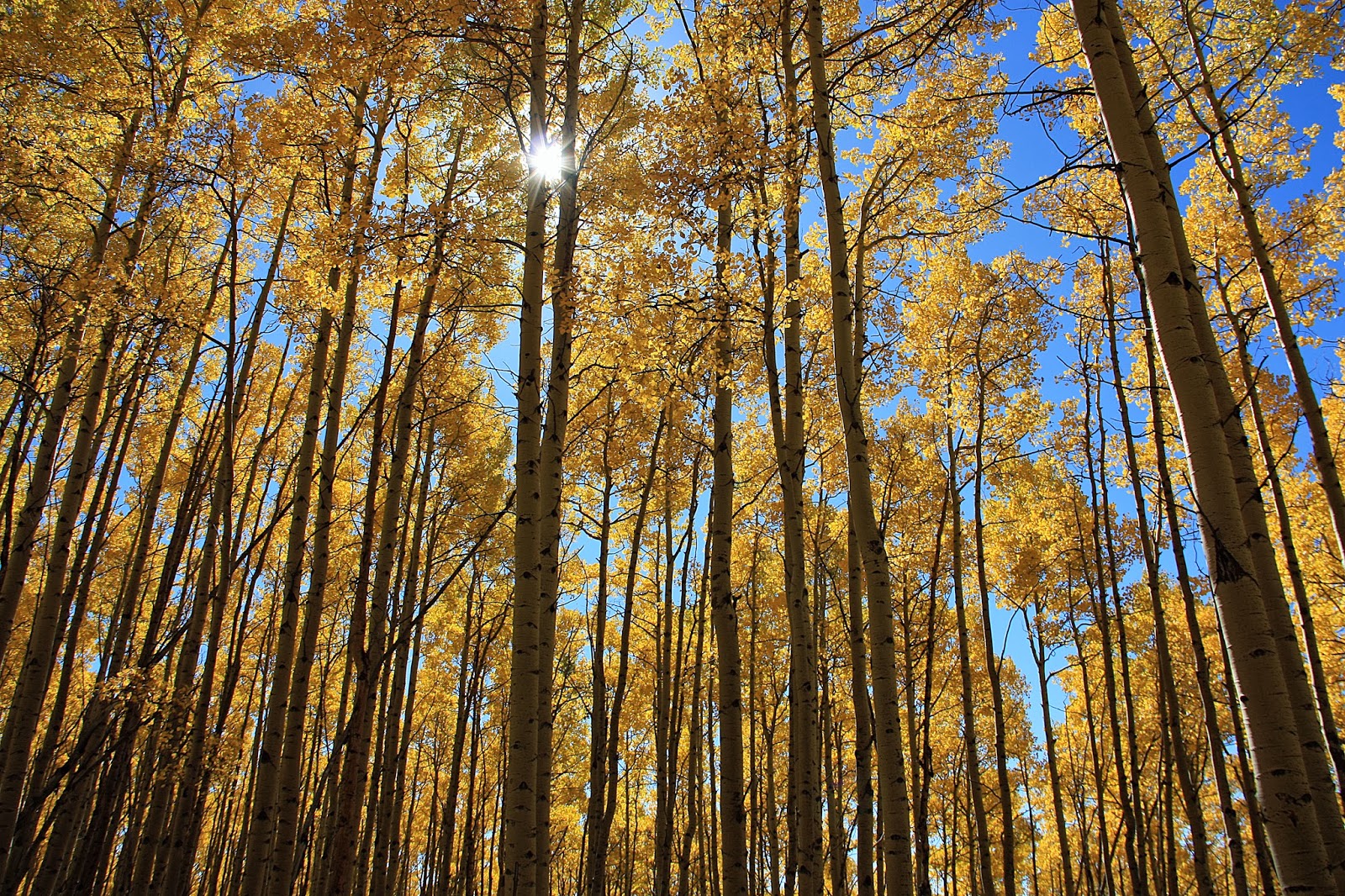 A is for Adventure: Fall Foliage at Aspen Vista (Santa Fe, NM)