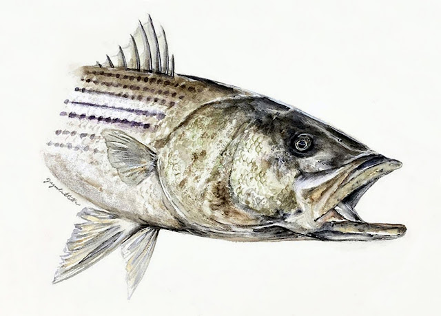 A Multitude Of Fins: Striped Bass: Illustrations & Wildlife Art