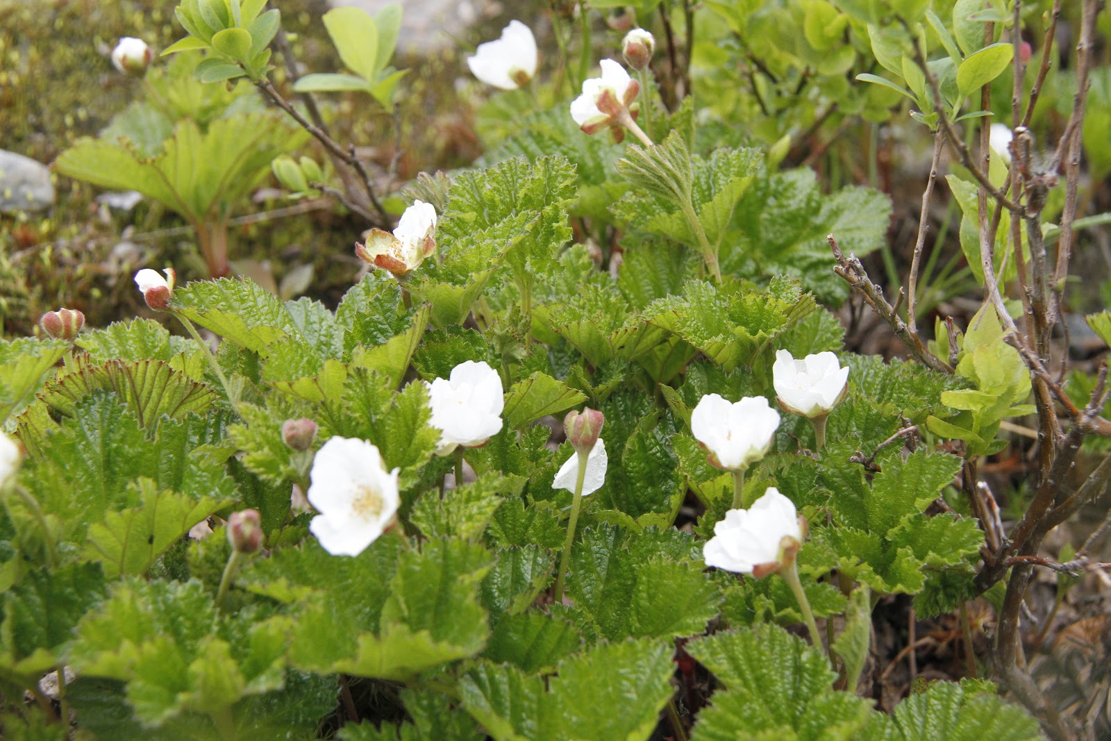 Øyan Hyttefelt: Multeblomster