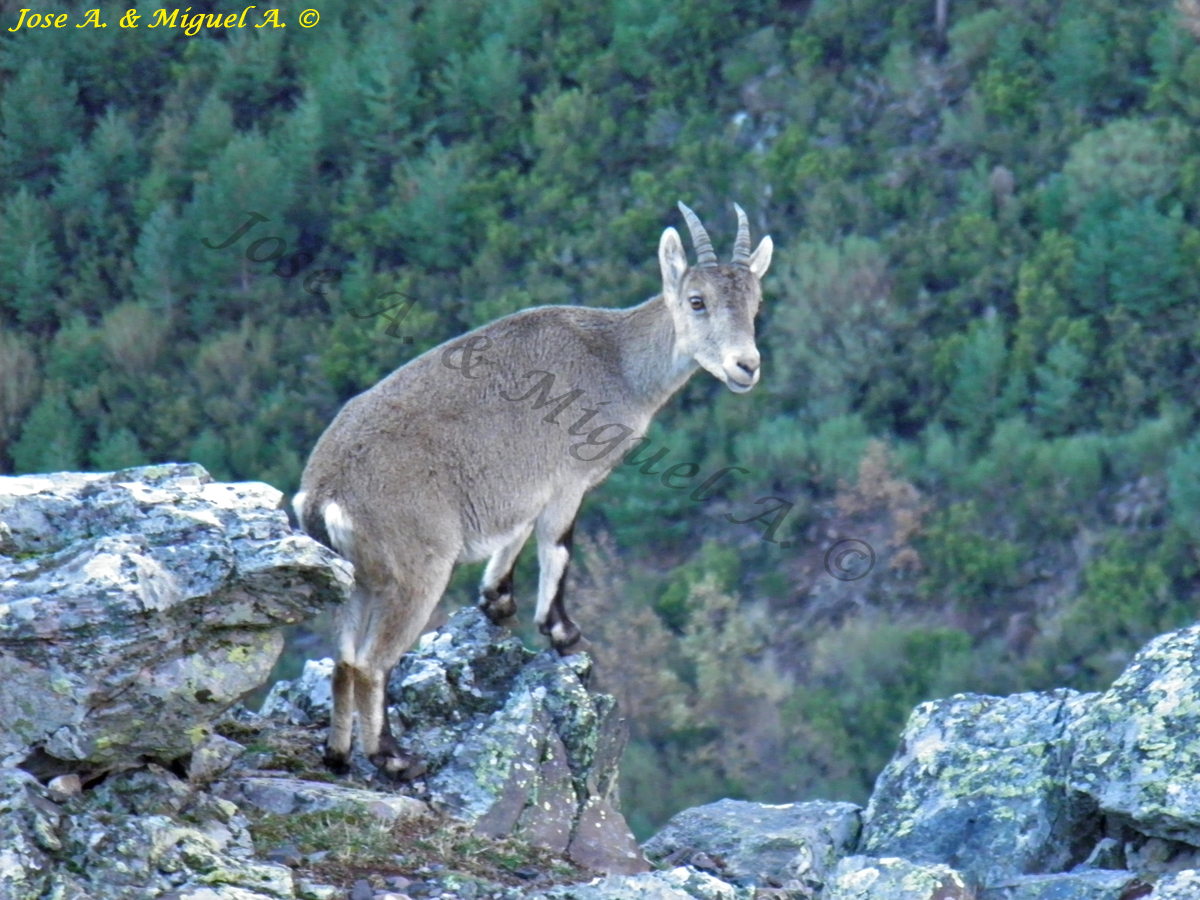 Flora, Fauna y Paisajismo del Suroeste Salmantino: Cabras y machos ...