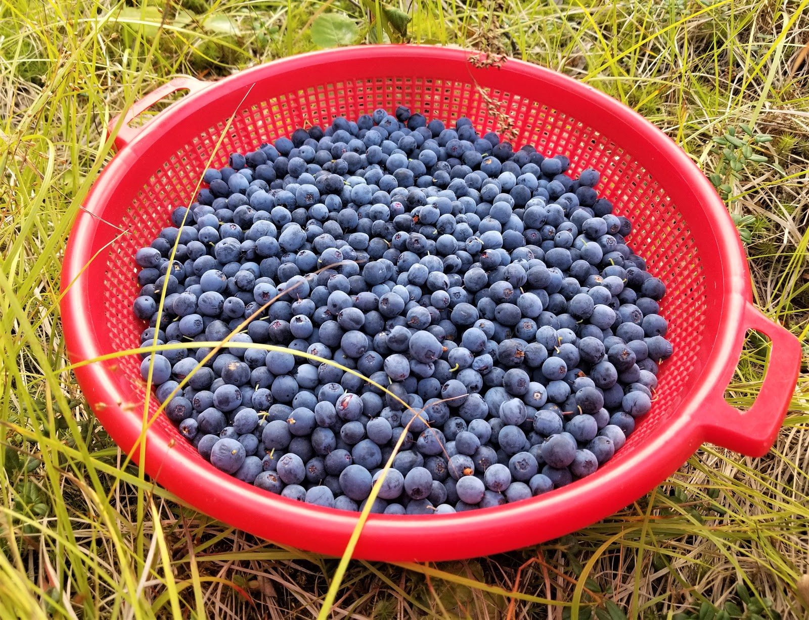 Under the Charm of Wild Alaskan Blueberries