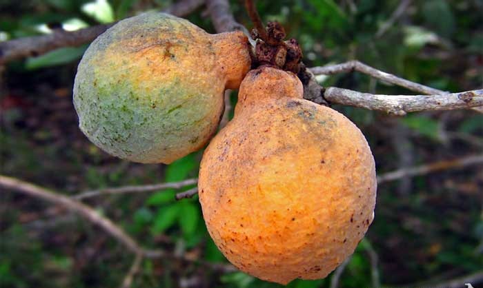 Frutas do Mundo: FRUTAS DO CERRADO