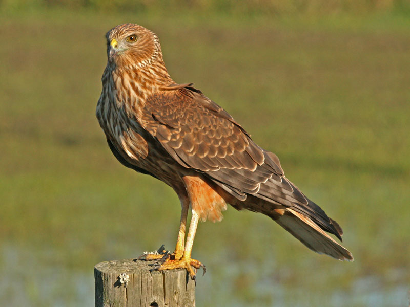 NZed and Sweet As: Ecology in New Zealand