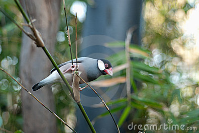 Mi aviario en casa: Gorrión de Java