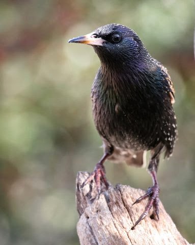 "Bird Poop" of north Texas: avian mimic