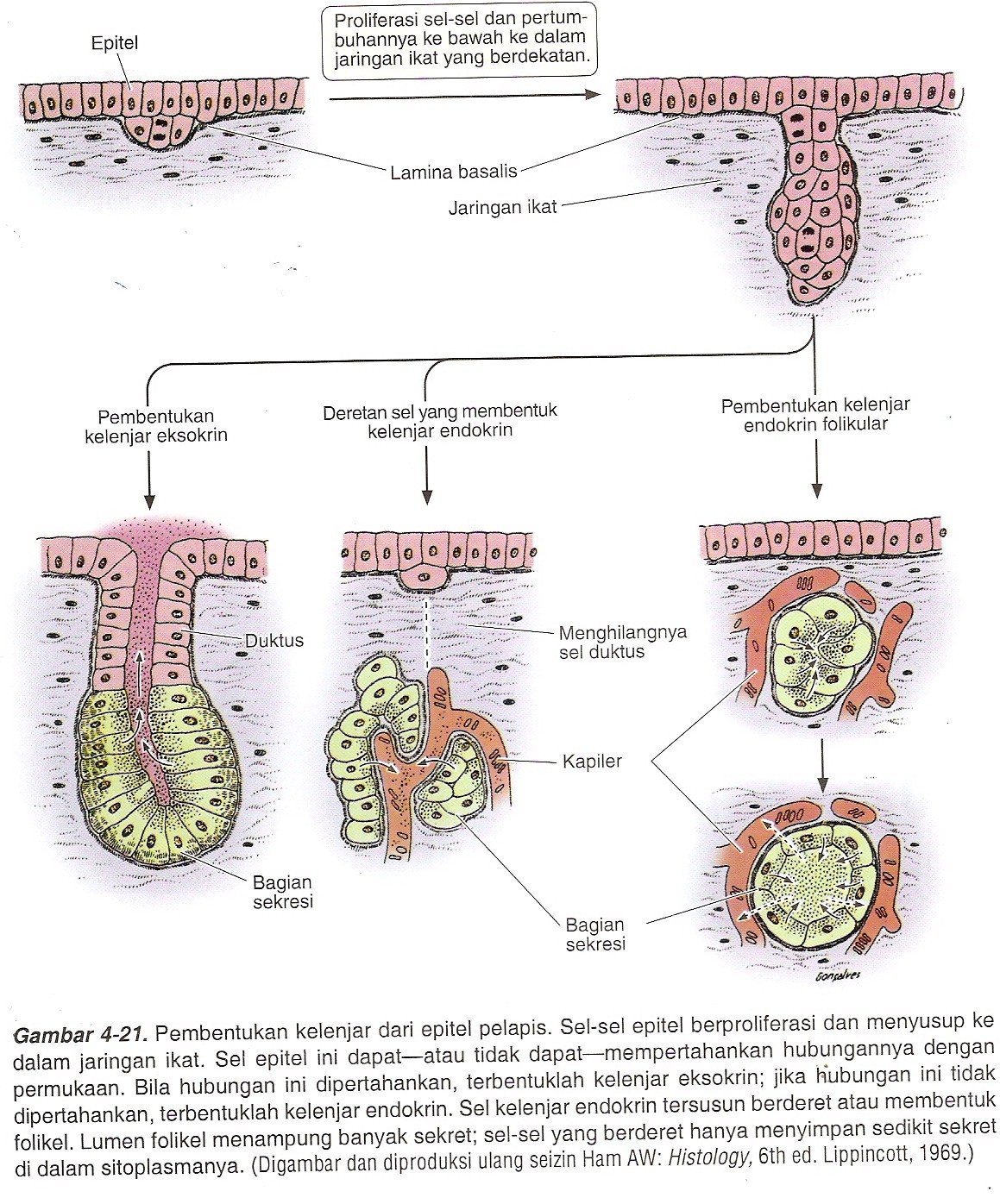 AtomicMed: Modul 8 - Jaringan