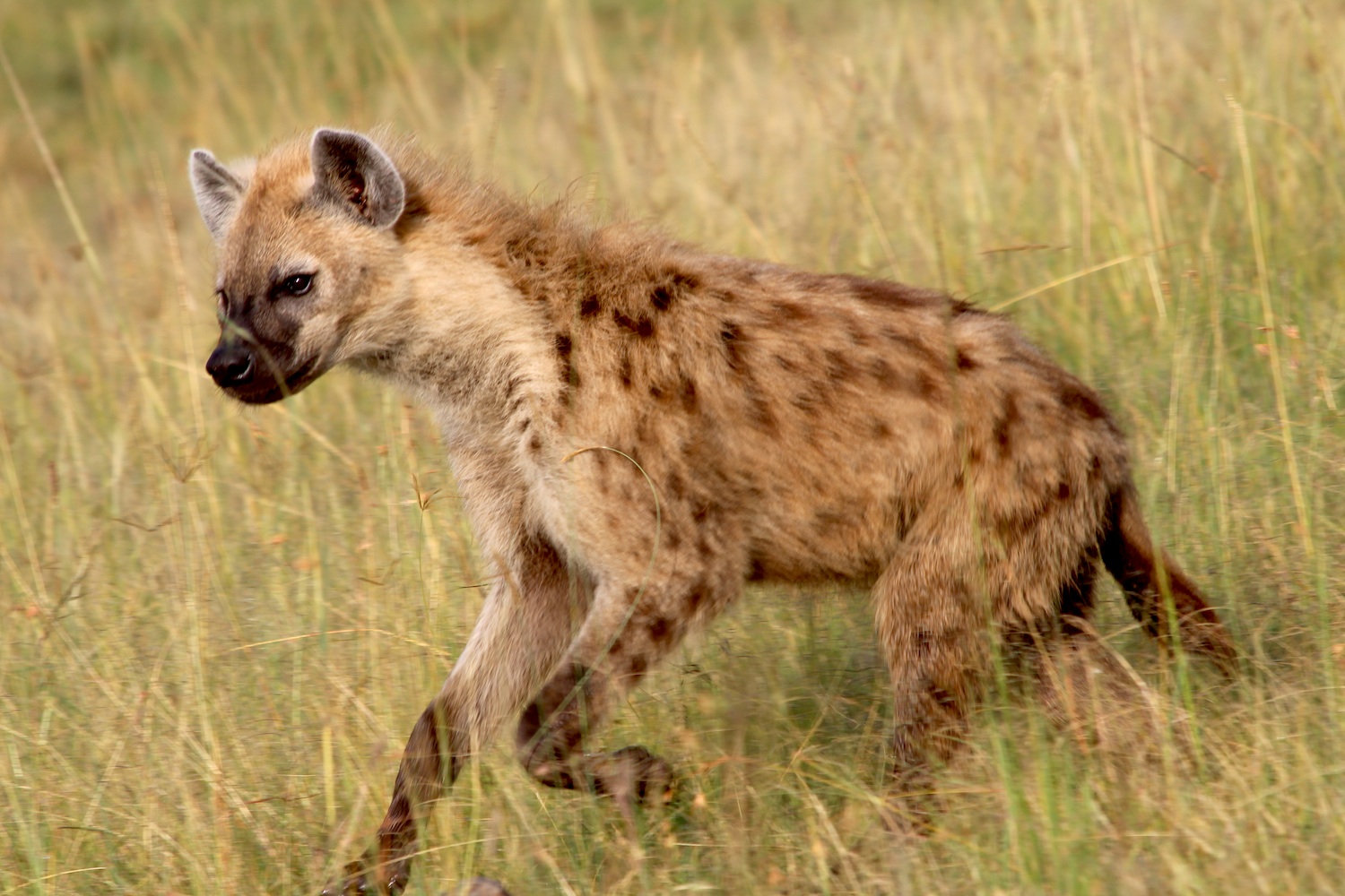 Notes From Kenya: MSU Hyena Research: June 2016
