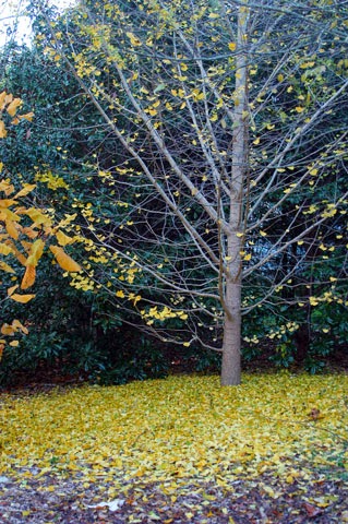 Ginkgos: with and without leaves