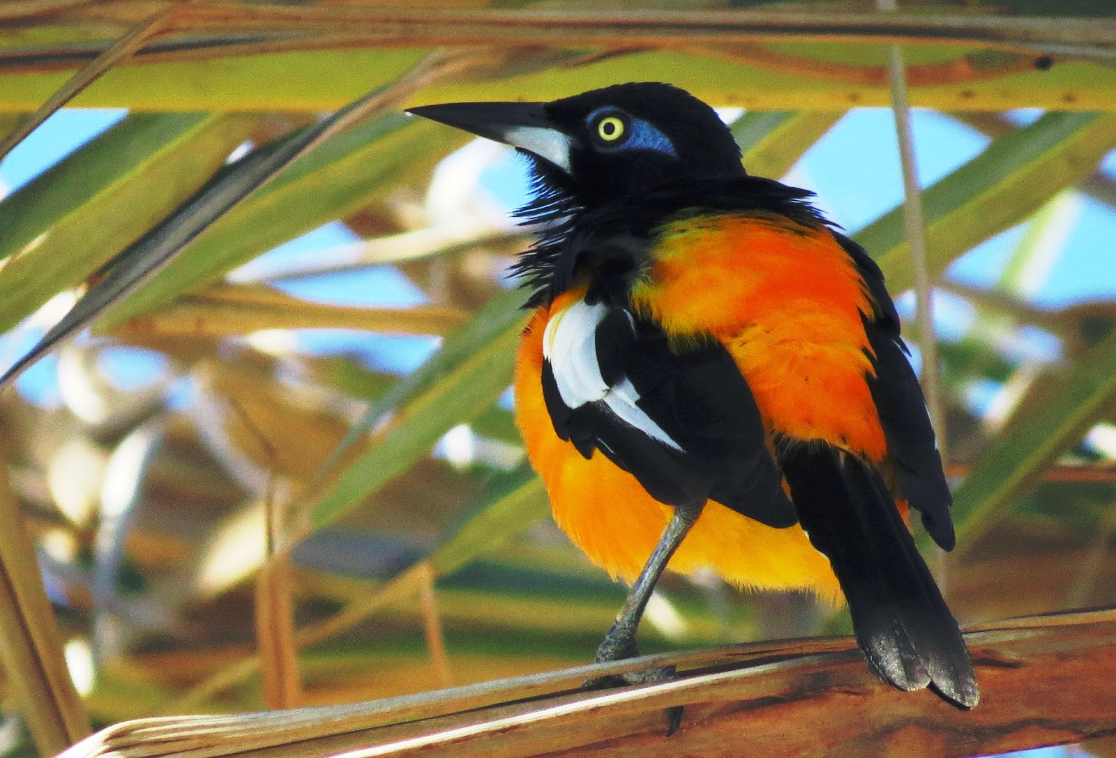 AVES DE VENEZUELA Y EL MUNDO pedro romero ramos: Turpial. (Icterus ...