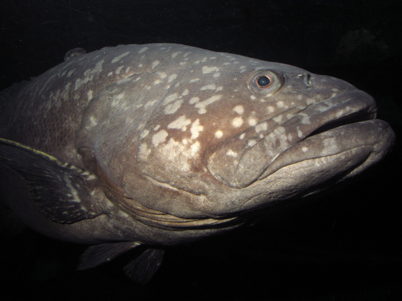 AQUATICHYK: QUEENSLAND GROPER / Epinephelus lanceolatus