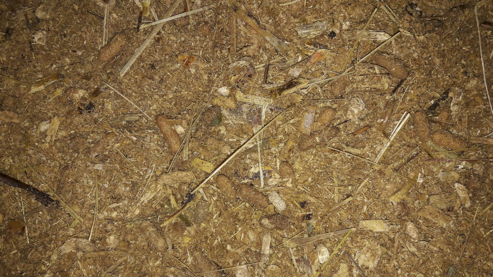 Blog về quá trình nuôi con dúi của Khoa Cao: BỆNH THƯỜNG GẶP Ở DÚI GIỐNG