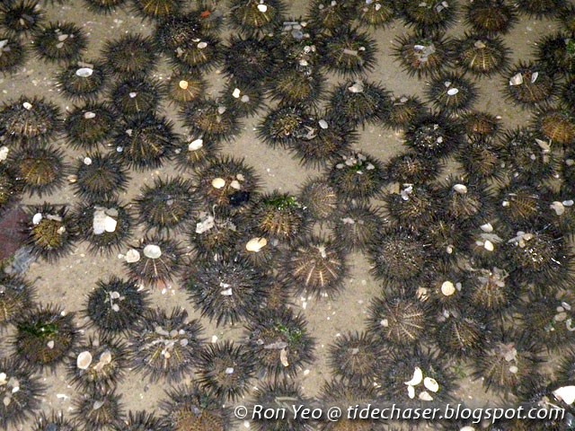 tHE tiDE cHAsER: Sea Urchins (Phylum Echinodermata: Class Echinoidea ...