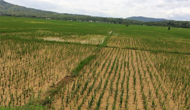 Soil and Environment: Rice production in Eastern Samar: is there a ...
