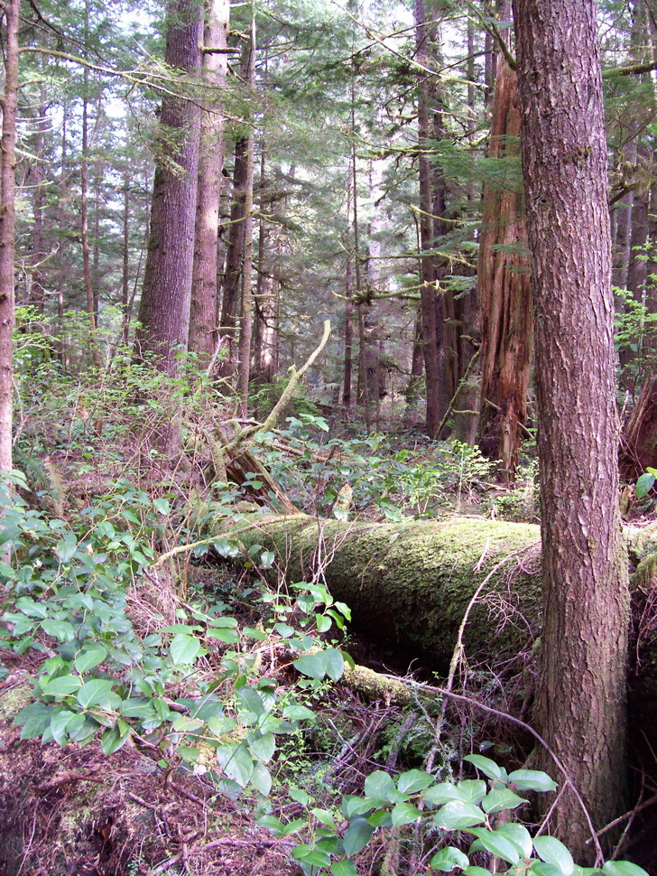 Vancouver Island Big Trees: The Chin Beach Trail Lone Cedar