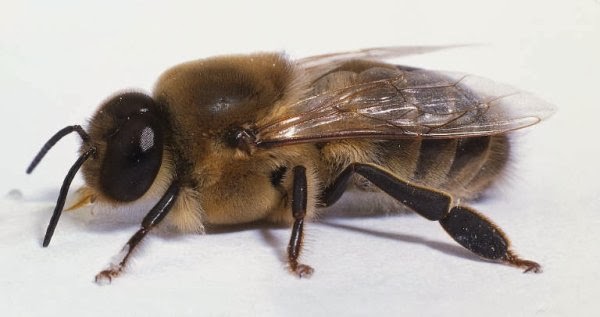 Manejo de Abejas : CARACTERISTICAS