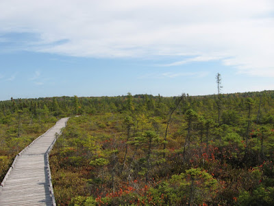 Orono Bog
