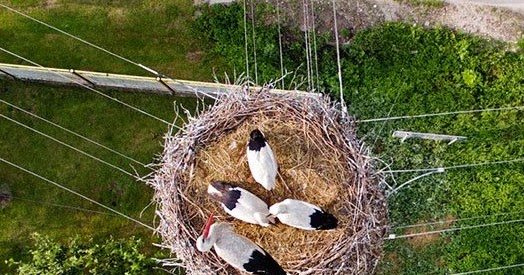 A Través del Uniberto: Nido visto desde un drone