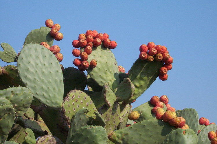 Plantas y Flores, plantas especies : Nopal - Opuntia ficus-indica
