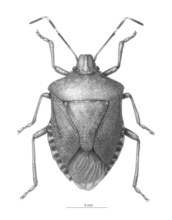 Ana Isas - Chinche marrón marmolada (Halyomorpha halys) #Ilustraentomologia