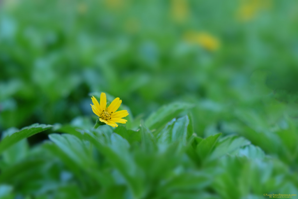 23+ Gambar Tanaman Wedelia yang Wajib Diketahui - Informasi Seputar ...