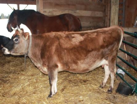 Life After Rowangarth Farm: Home dairying and the family cow