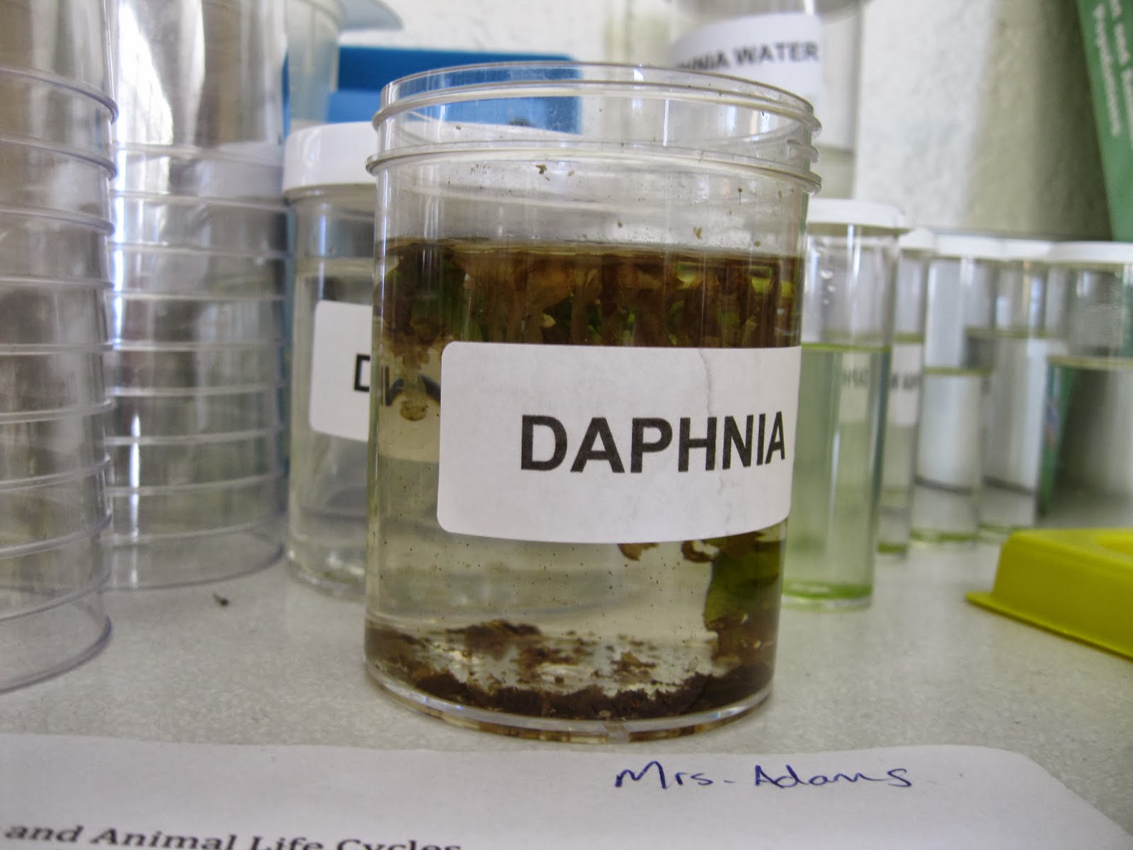 Team Adams' Classroom: Science Puppet Plays