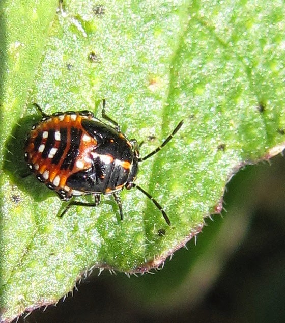 Bug Eric: The Bagrada Bug