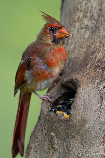 Country Captures: Molting: Northern Cardinals