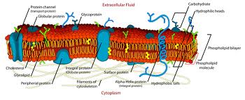 La membrane plasmique | Biologie Amusante