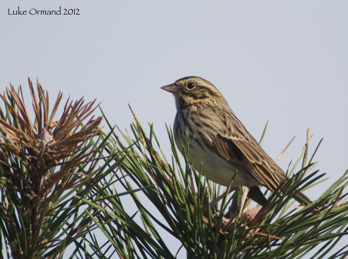 Welcome to. . .: September Birds