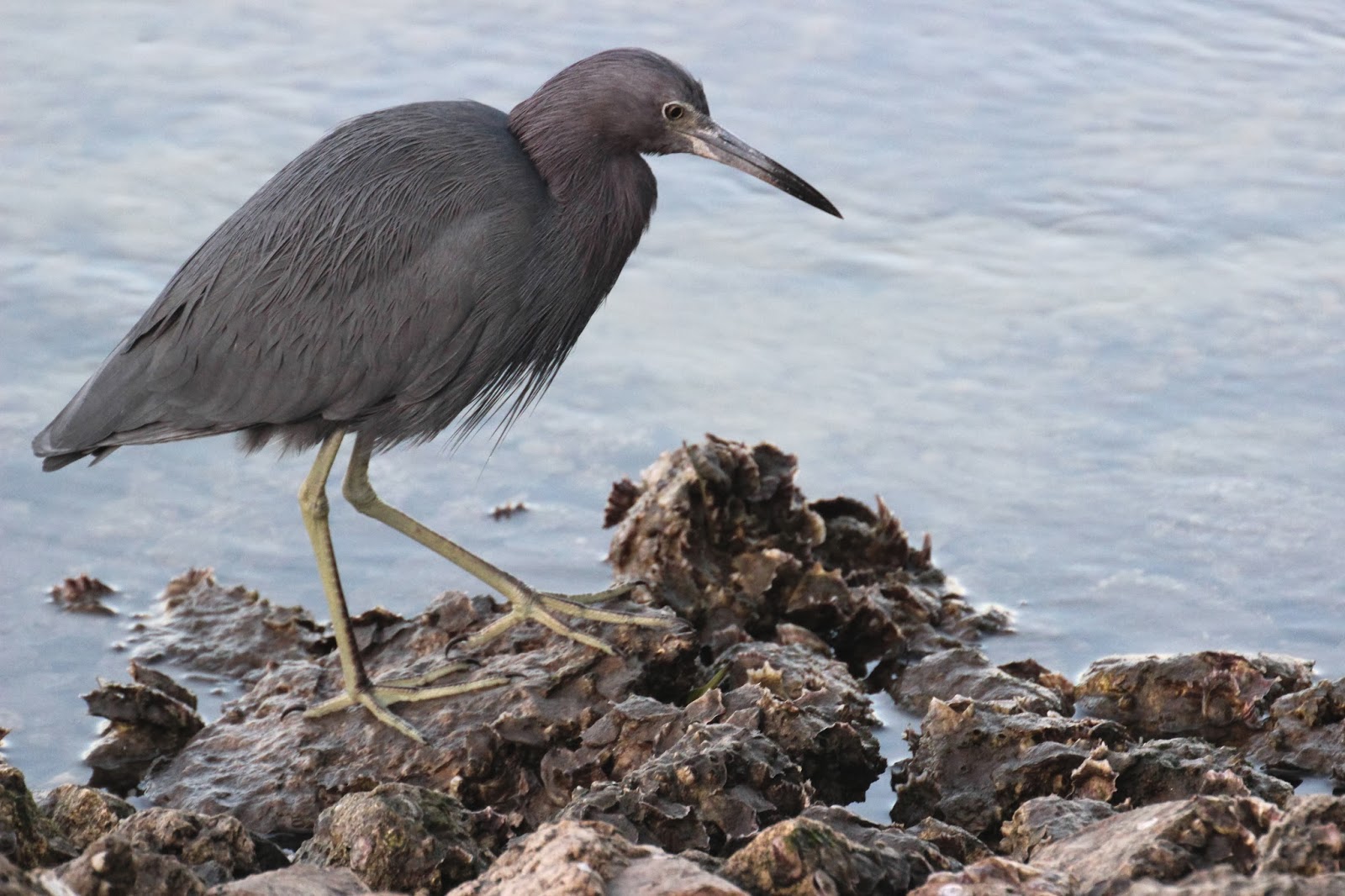 Cannundrums: Little Blue Heron
