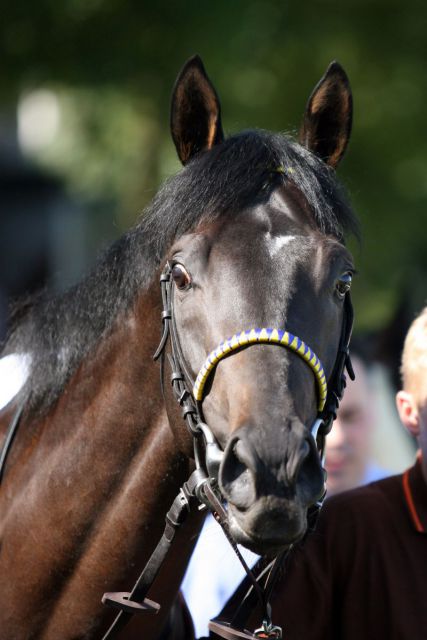Se n'è andato Monsun; Storia di un campione e stallone eccezionale e ...
