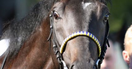 Se n'è andato Monsun; Storia di un campione e stallone eccezionale e ...