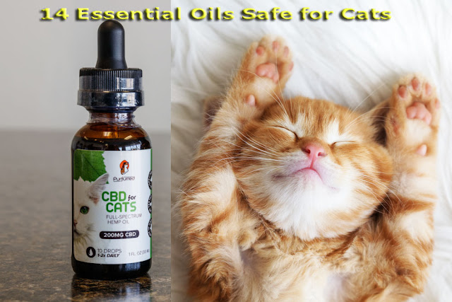 14 Essential Oils Safe for Cats - cat's world