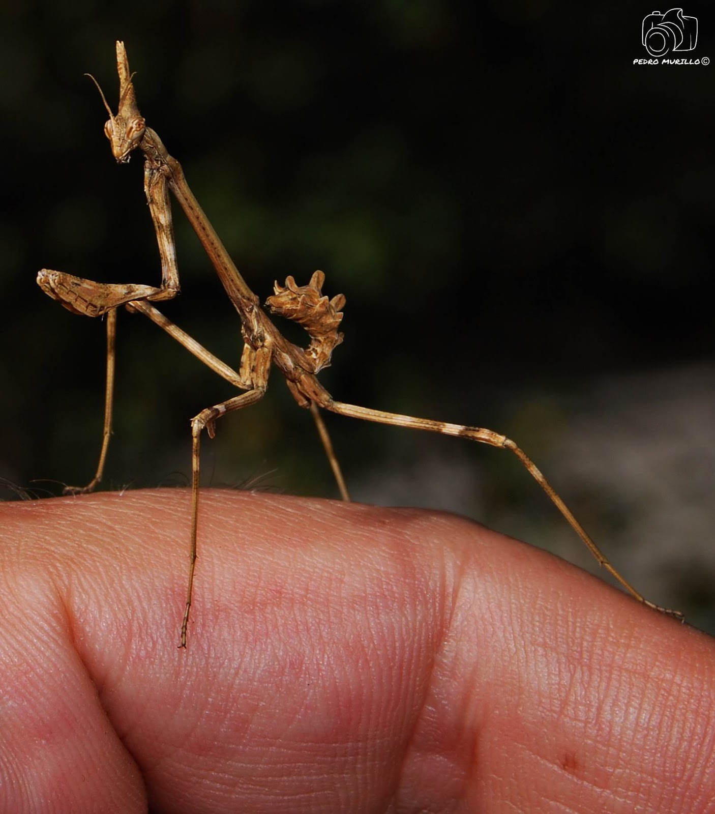 Las excursiones de Murillo "murillonature": Mantis palo (Empusa pennata ...