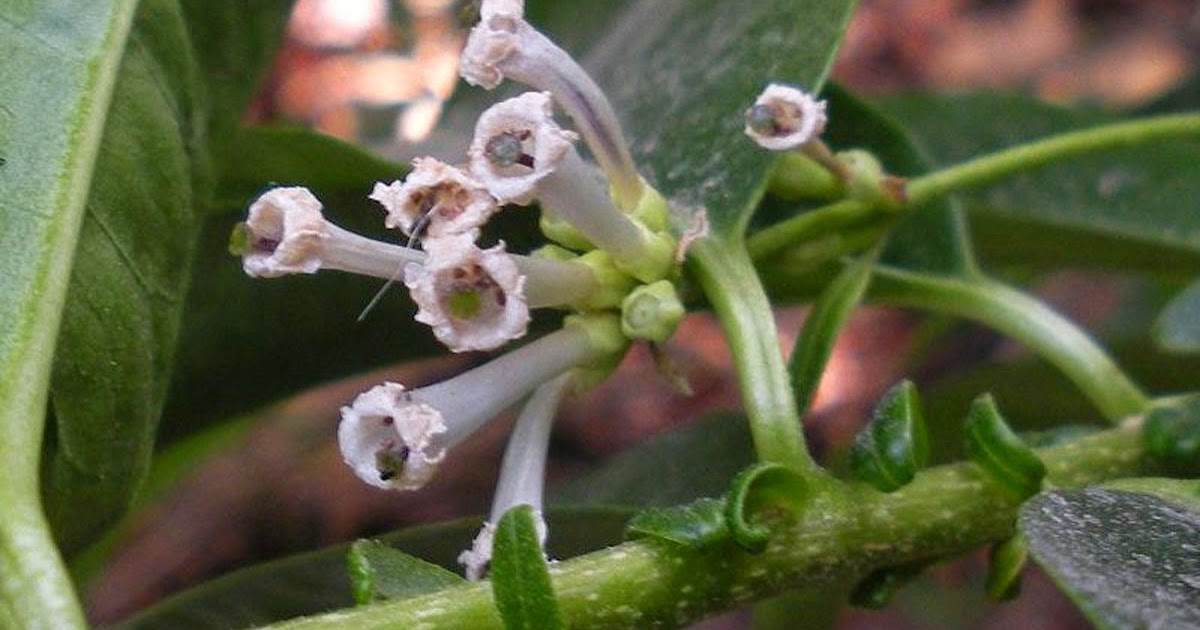 Medicinal Plants: Cestrum diurnum, Din Ka Raja