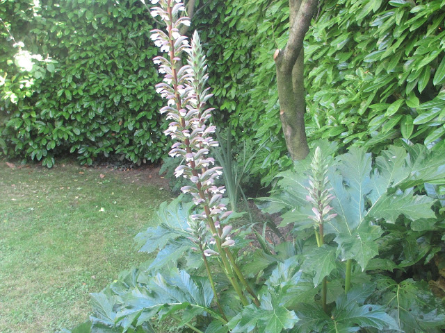 Acanto (Acanthus mollis), una Pianta dall'Aspetto Tropicale Usata in ...