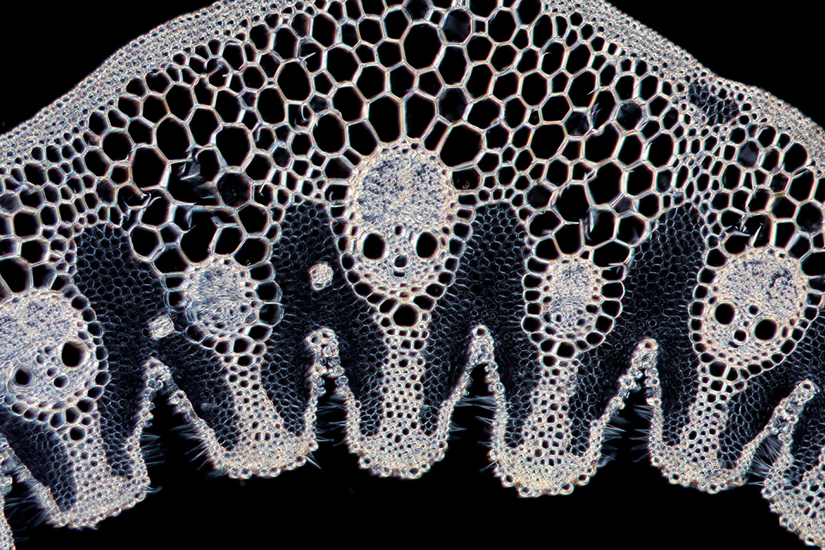 BigPicture Natural World Photography Competition 2017 ~ Resumo Fotográfico