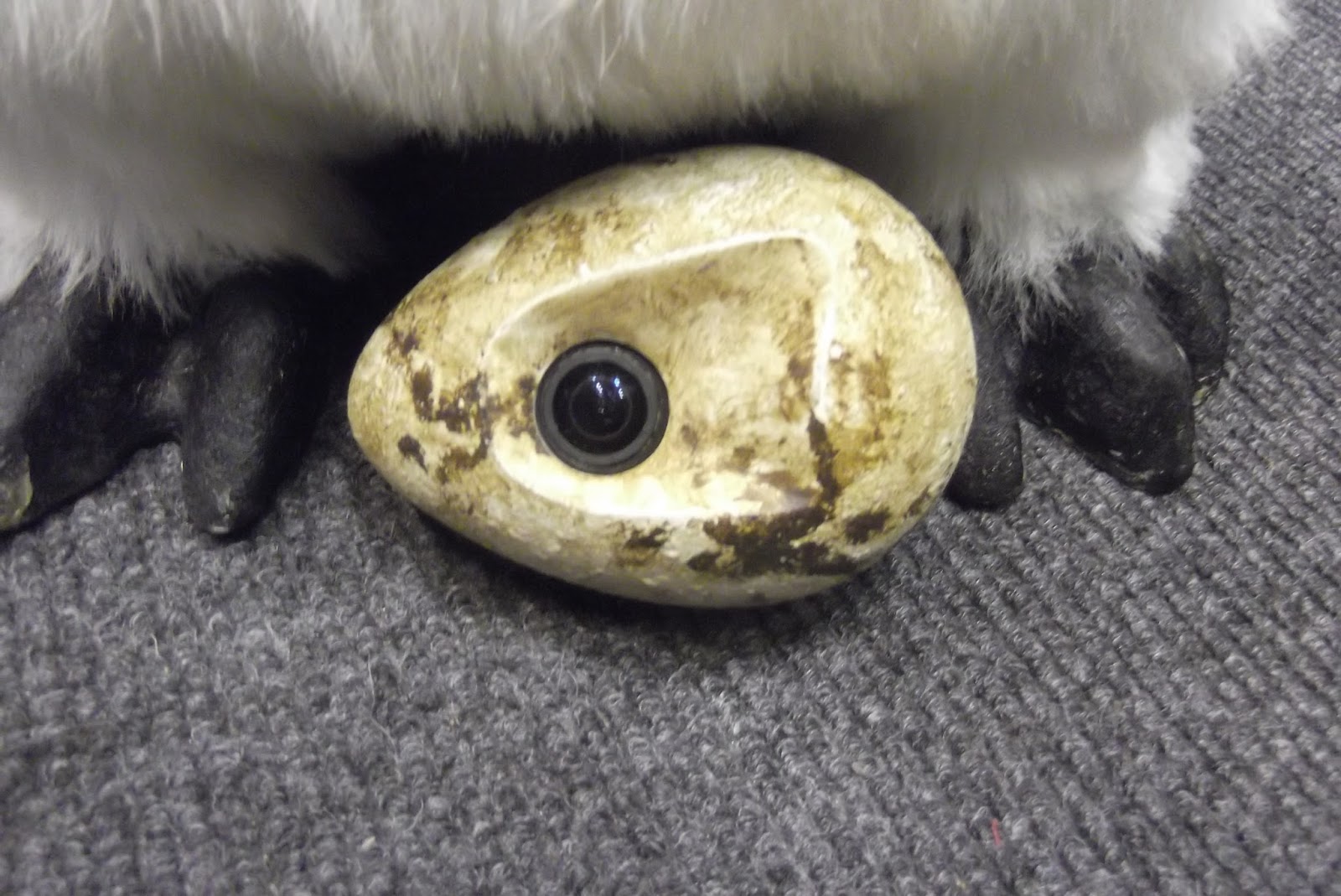 Robben Island Penguin Tracks