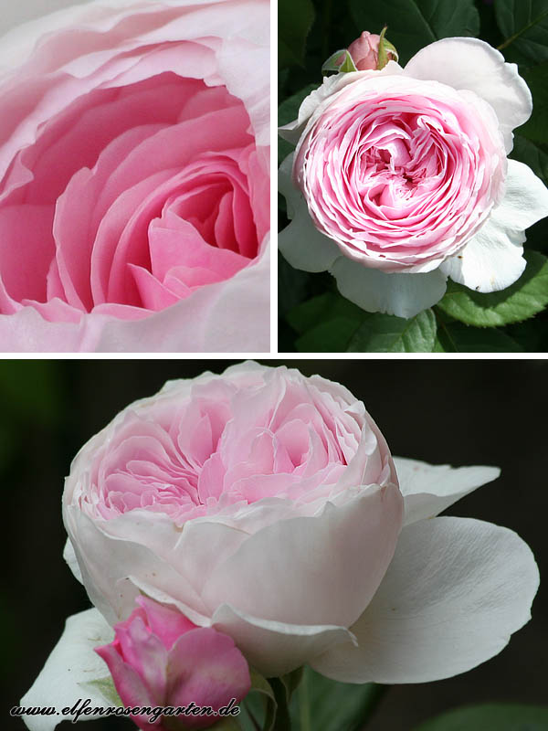 Elfenrosengarten: Geoff Hamilton