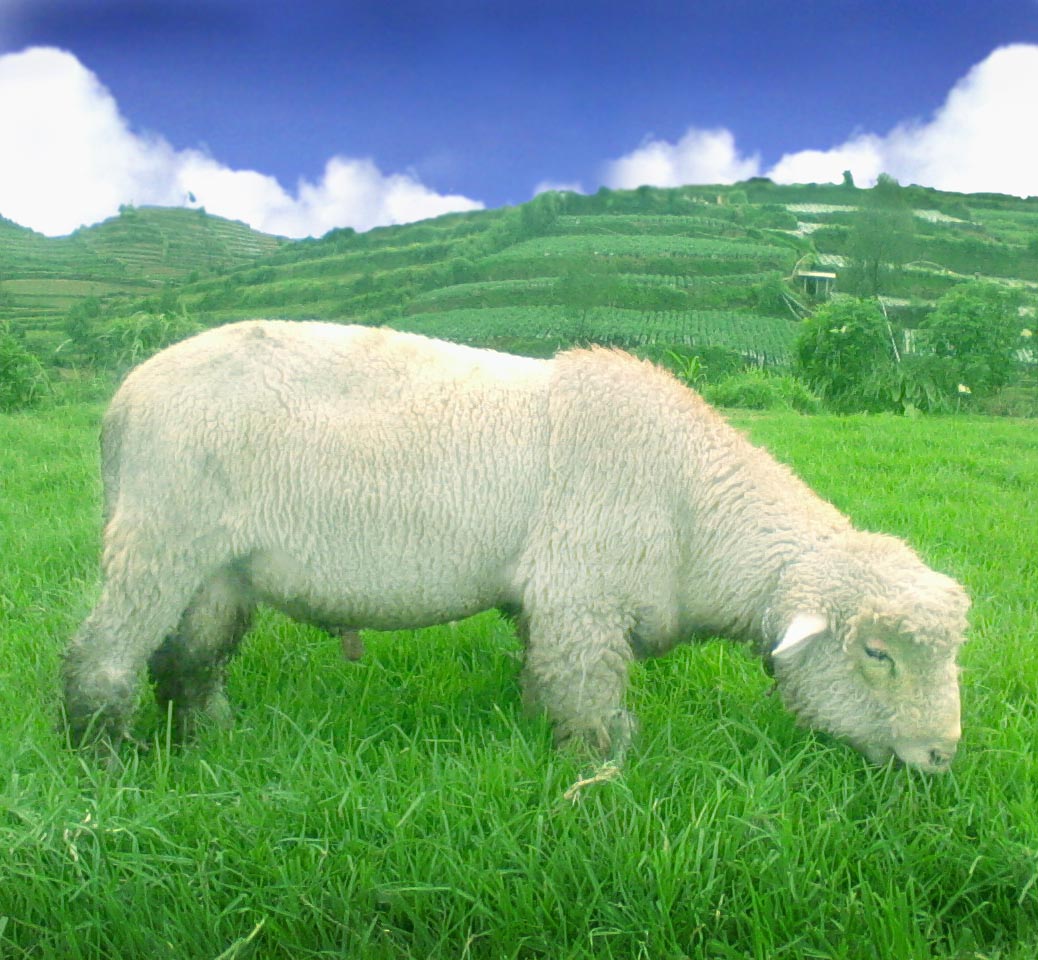 Cara Ternak Kelinci: Beternak Domba