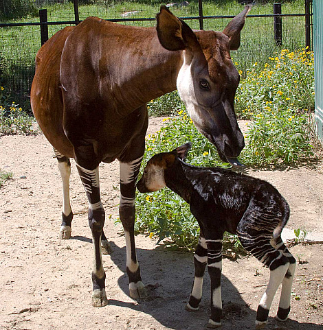 Okapi - True Wildlife Creatures