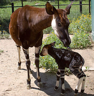 Okapi - True Wildlife Creatures