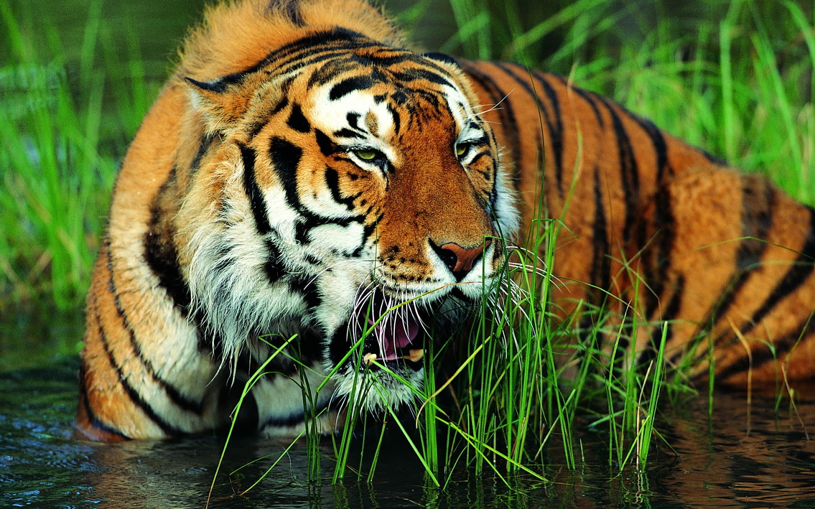 About Wild Animals Lion Tiger Animal about-wild-animals-lion-tiger-animal