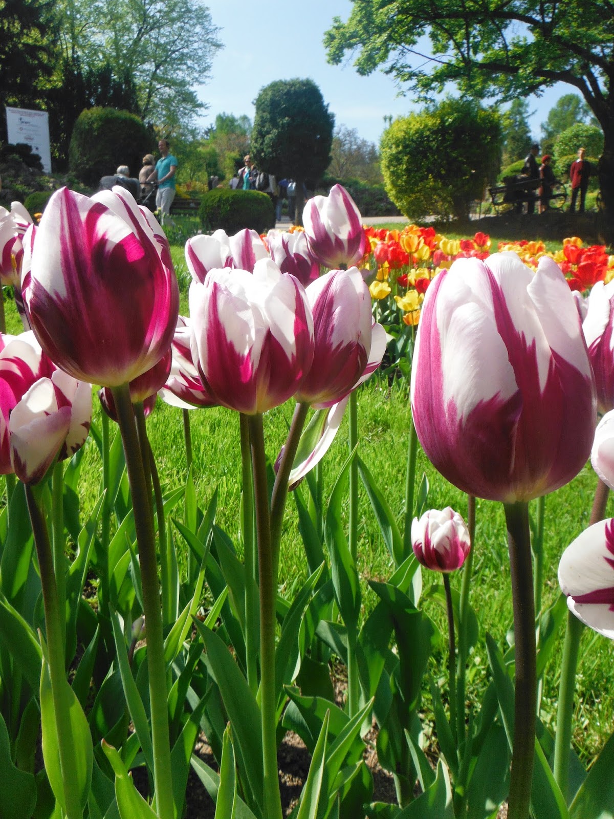 Grădină şi călătorii: Lalele in Grădina Botanică