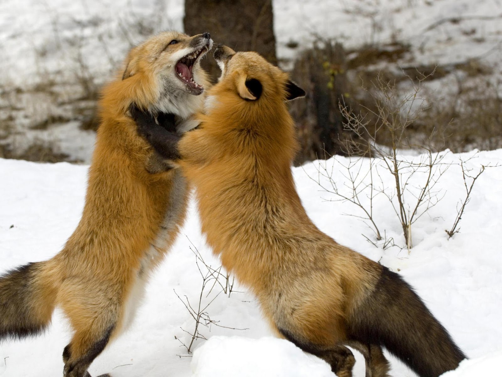 Fox - High Quality Wallpapers