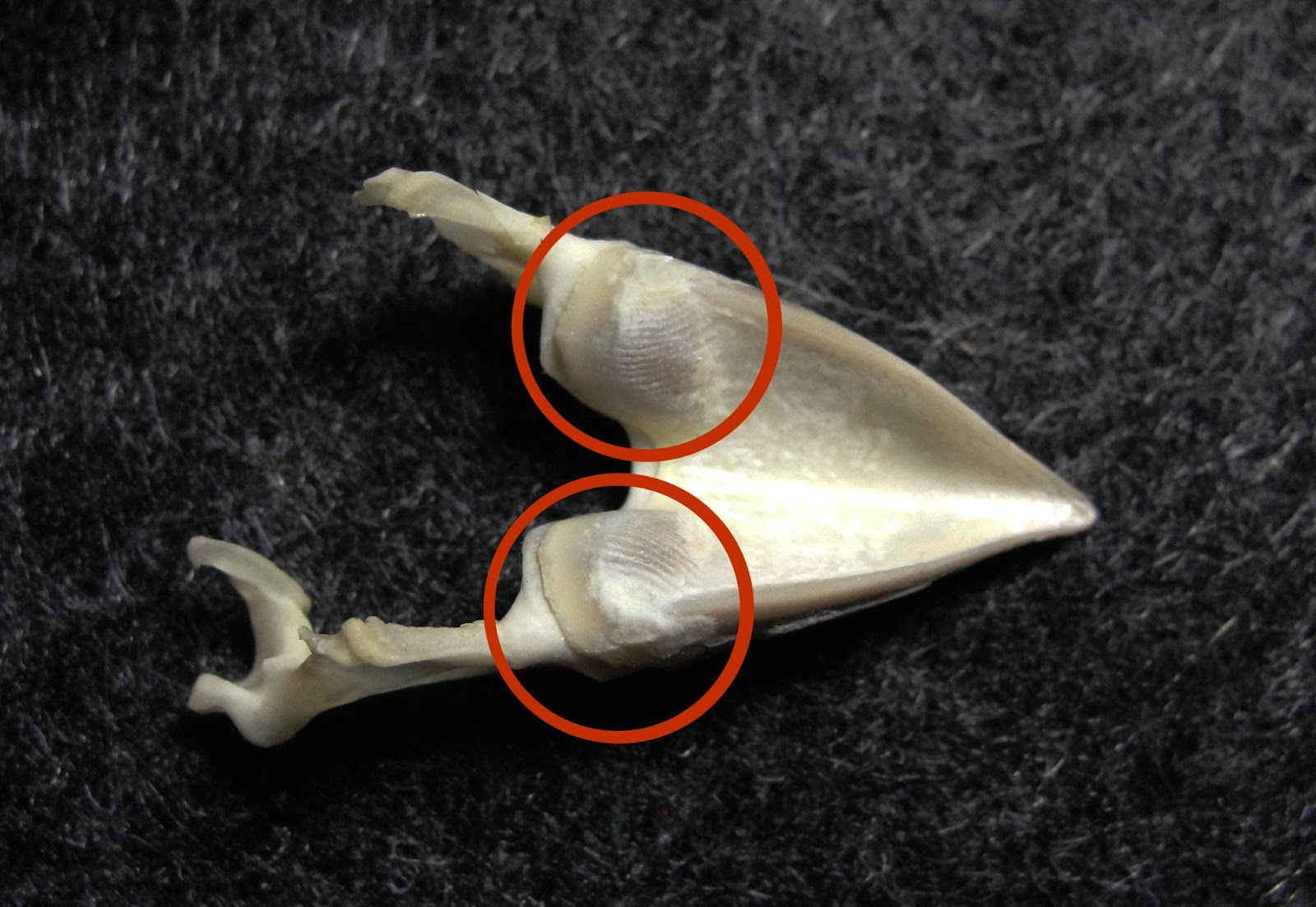 Bones 'n Nature: Bird Beaks